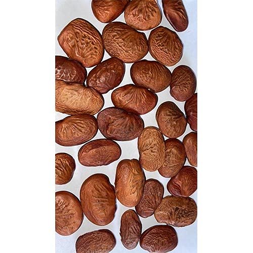 SPH™ - Kanuga Oil - Honge - Karanja - Pungai - Millettia Pinnata ...