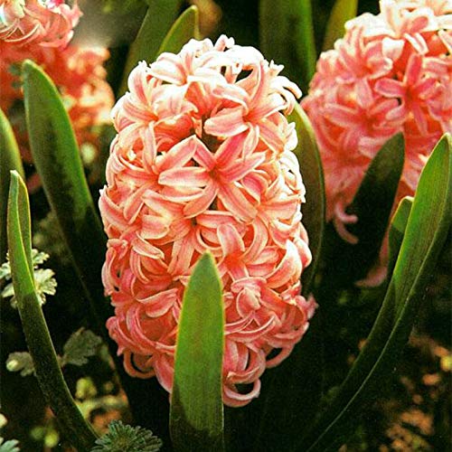 PLANTOGALLERY Hyacinth Gipsy Queen Aromatic Flowers (Double Flower ...
