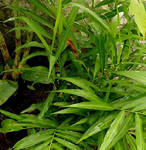 Indiana Ginger Zingiber officinale Adraka Adrak Sunth Adu Ada Adi Alla ...