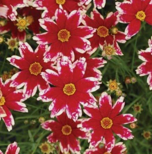 Amazon.com : Ruby Frost Coreopsis Starter Plant : Patio, Lawn & Garden