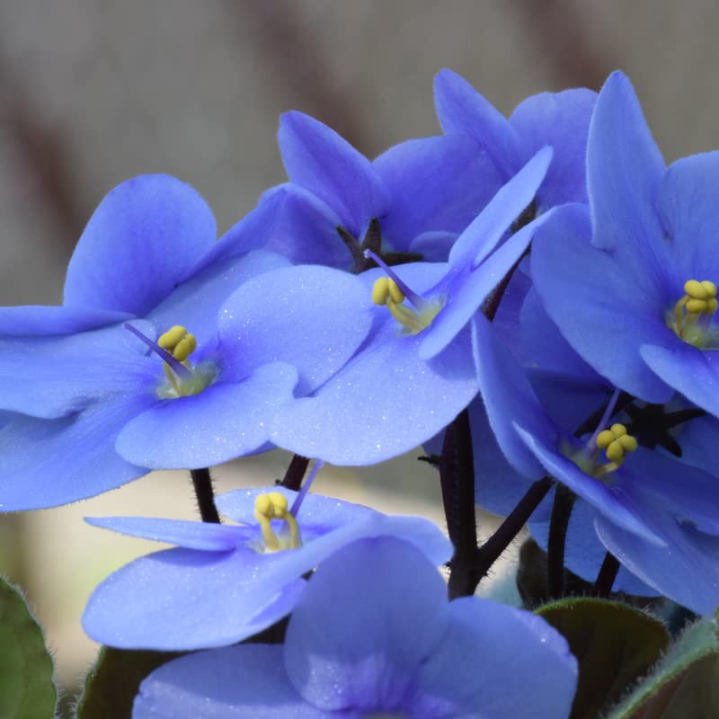 Blue African Violets