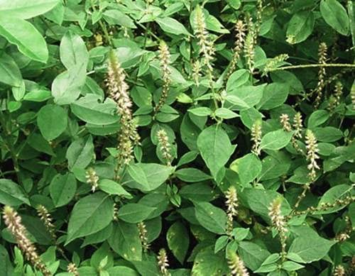 HERBALISM Apamarga Chirchita Latjira Prickly Chaff Flowers Manarina ...