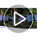Amazon.com: WindowAlert Maple Leaf Anti-Collision Decal - UV-Reflective Window Decal to Protect ...