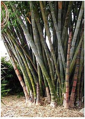 TROPICA - Calcutta Bamboo (Dendrocalamus strictus) - 20 Seeds - Grasses ...