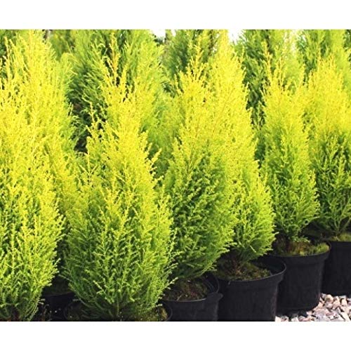NurseryNature Golden Cyprus Plant : Amazon.in: Garden & Outdoors