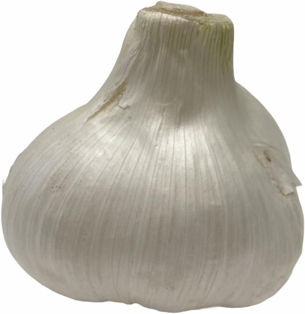 Elephant Garlic (Ajo Elefante) Sorted Bulbs! Great for Fall Planting ...