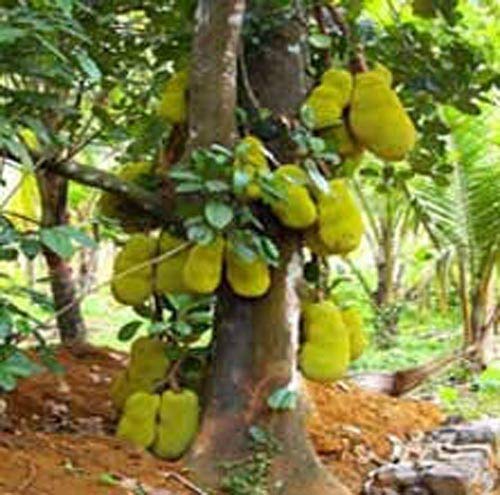 Creative Farmer Live Plant Jack Fruit Grafted - Jackfruit Katahal ...