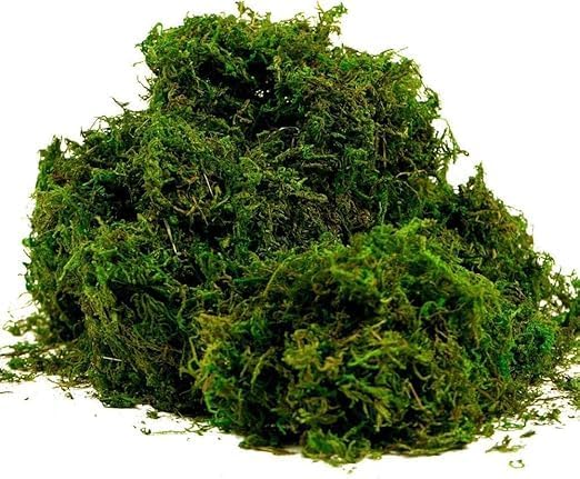 EcoGrow Ventures Natural Green Dried Moss Grass (9.500g) | Preserved ...