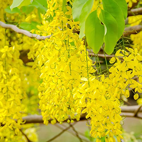 Cassia fistula - How to grow & care