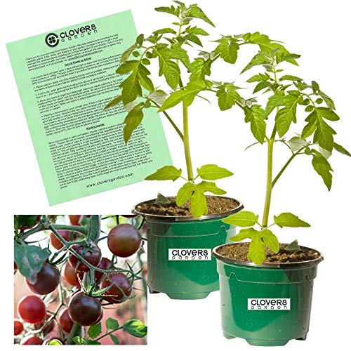 Best Black Prince Tomato Plants for a Rich, Early Harvest – Best Garden ...