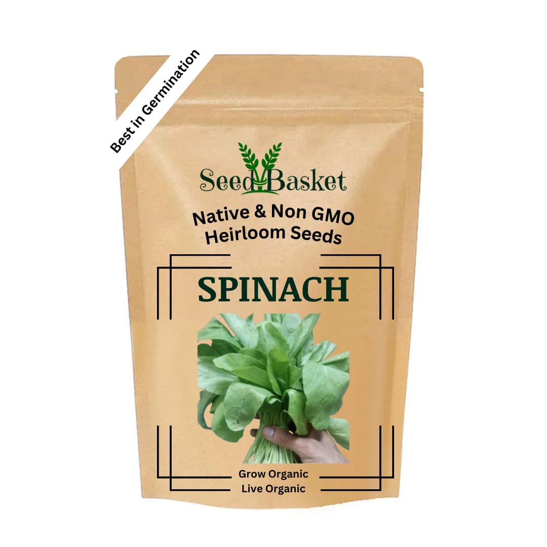 Seedbasket Native/Heirloom Palak or Spinach Vegetable Seeds (20 Grams ...
