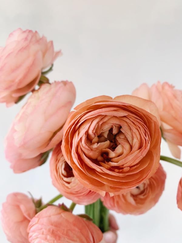 Radha Krishna Agriculture® Imported Apricot Color Ranunculus All Season ...