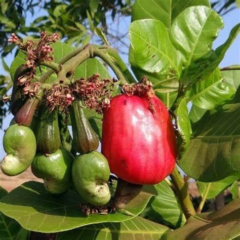 Mphmi Live Plant Nursery NCR Live Plants Kaju Tree - Plant : Amazon.in ...