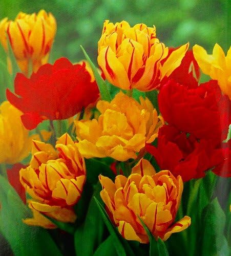 Amazon.com : Double Early Tulip Mix 10 Bulbs - Red and Yellow - 12/+ cm ...