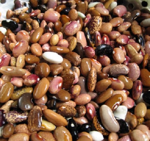 Amazon.com: Pebble Beans - 20 Seeds - Different Beans, One Plant ...