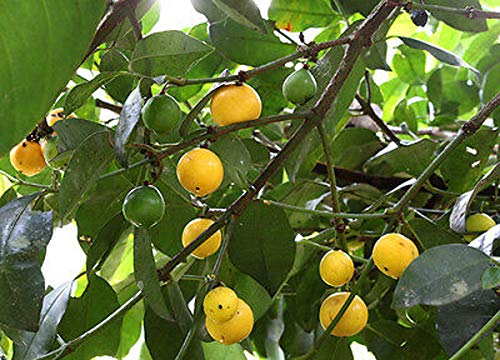 LushGreen Garden Rare Garcinia Intermedia Small Yellow Baraba Fruit ...