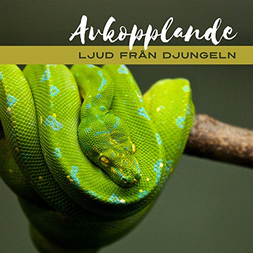 Amazon MusicでAvslappning ljud klubbのAvkopplande ljud från djungeln ...
