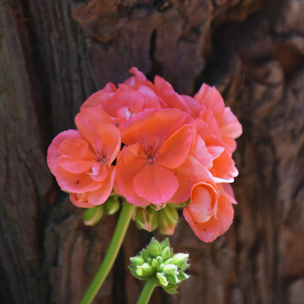 Amazon.com : 2 Geranium Plants Live, Live Geranium Plant, Salmon ...