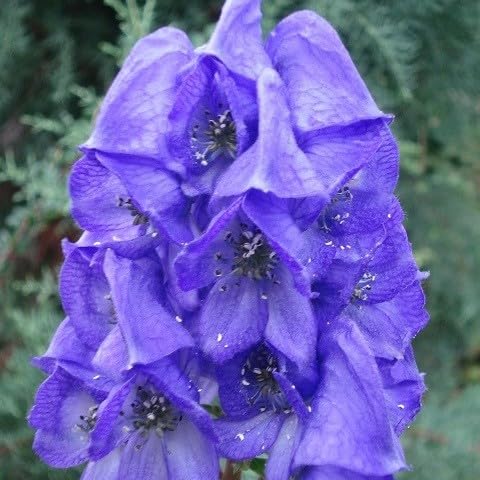 Amazon.com : Generic 100pcs Monkshood/Wolfsbane Flower Seeds : Patio ...