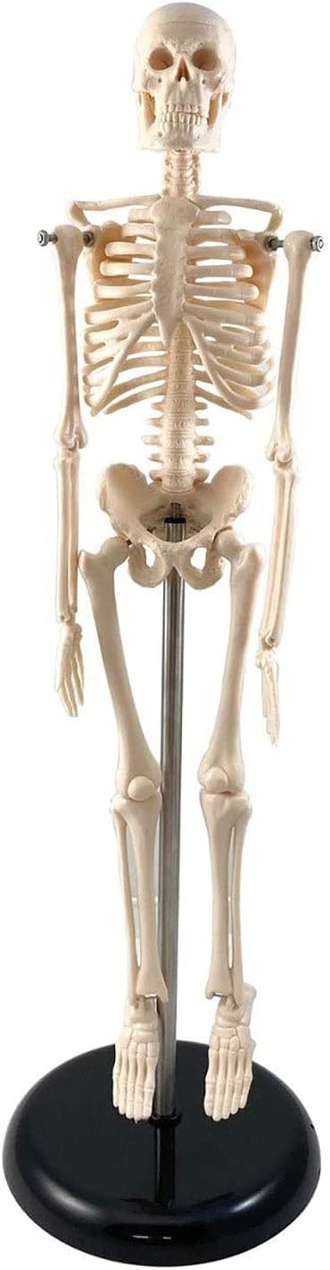 Amazon.com: Fun Express Supertek Human Skeleton Model with Key - 17 ...