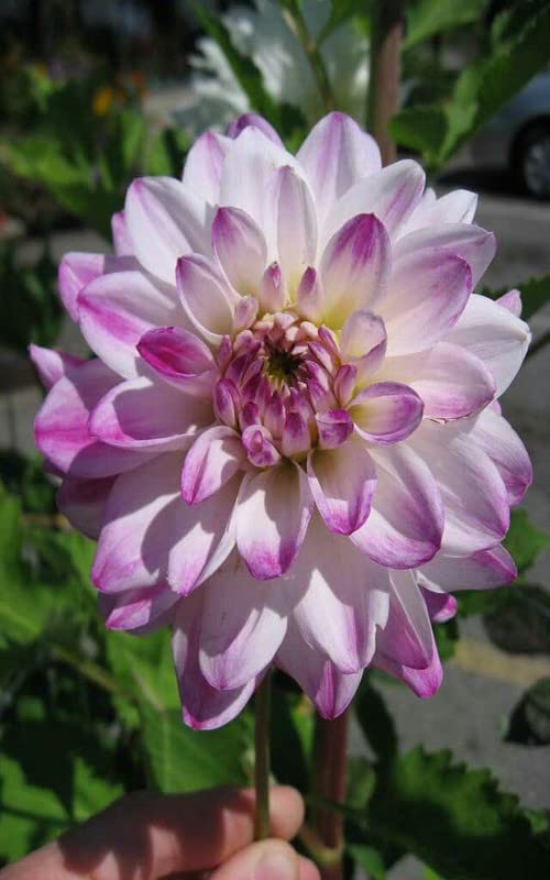 Radha Krishna Agriculture® Imported Dahlia Flower Bulbs purplelish ...