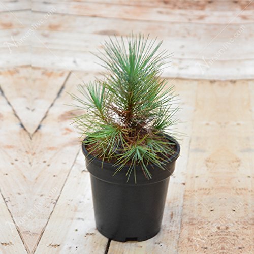 Plantogallery® | Pine Tree (Cheed) Indoor and Outdoor Plant Air ...