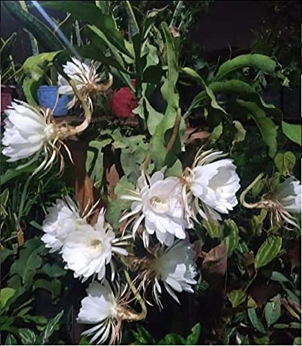 OXY GREEN PLANT® Nishi Padma, King of Himalayan flowers, Brahma Kamal ...