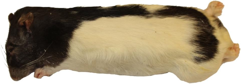 Peregrine Livefoods Frozen Rat Large 250-350g - Pack of 5 : Amazon.co ...