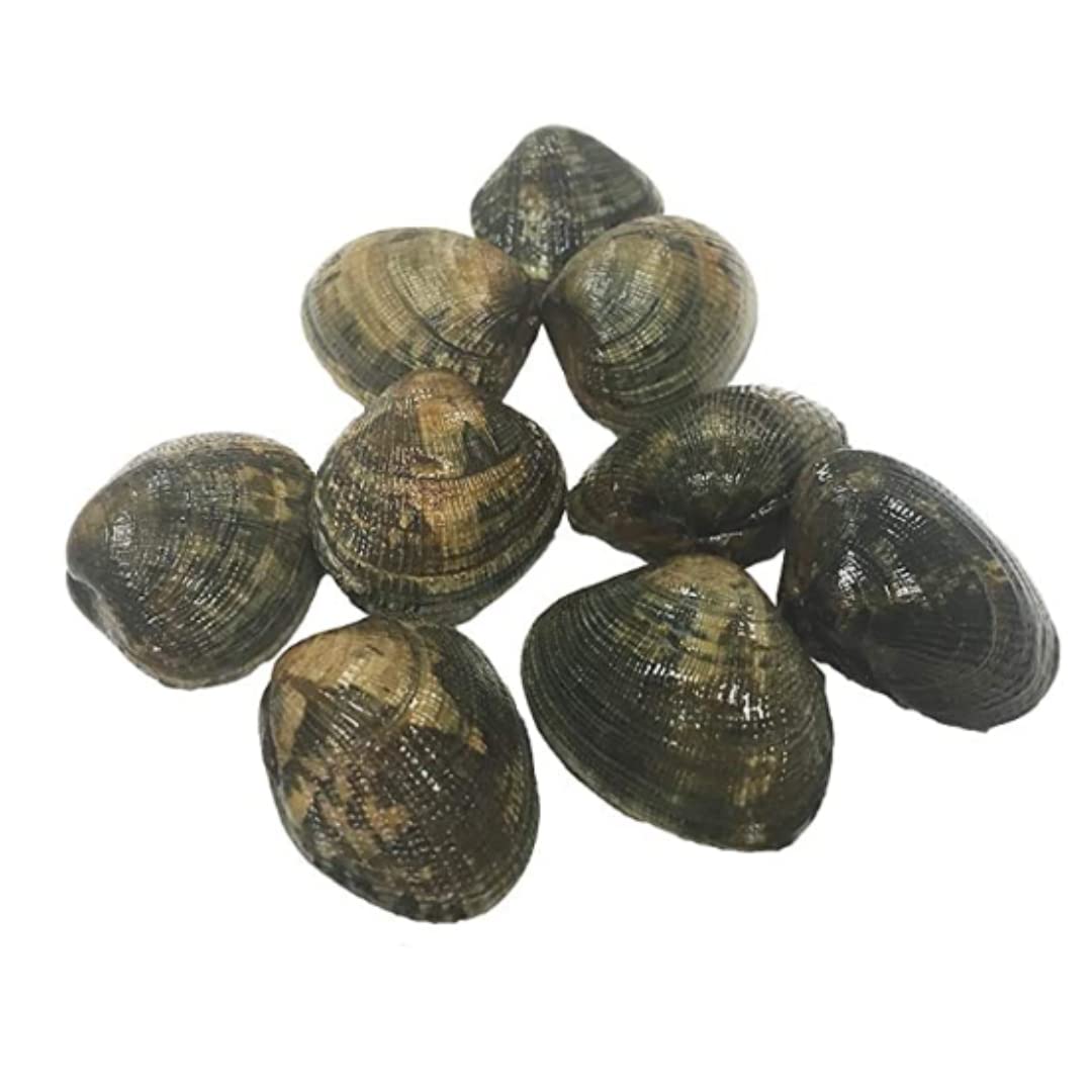 Fresh Palourde Clams 1 kg -/+10% : Amazon.co.uk: Grocery