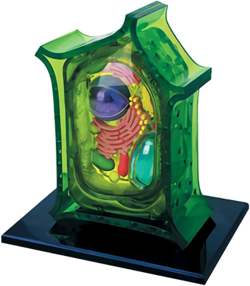 Amazon.com: HIRNER Model Teaching Model Cross-Section Plant Cell Anatomy Model with Display Base ...