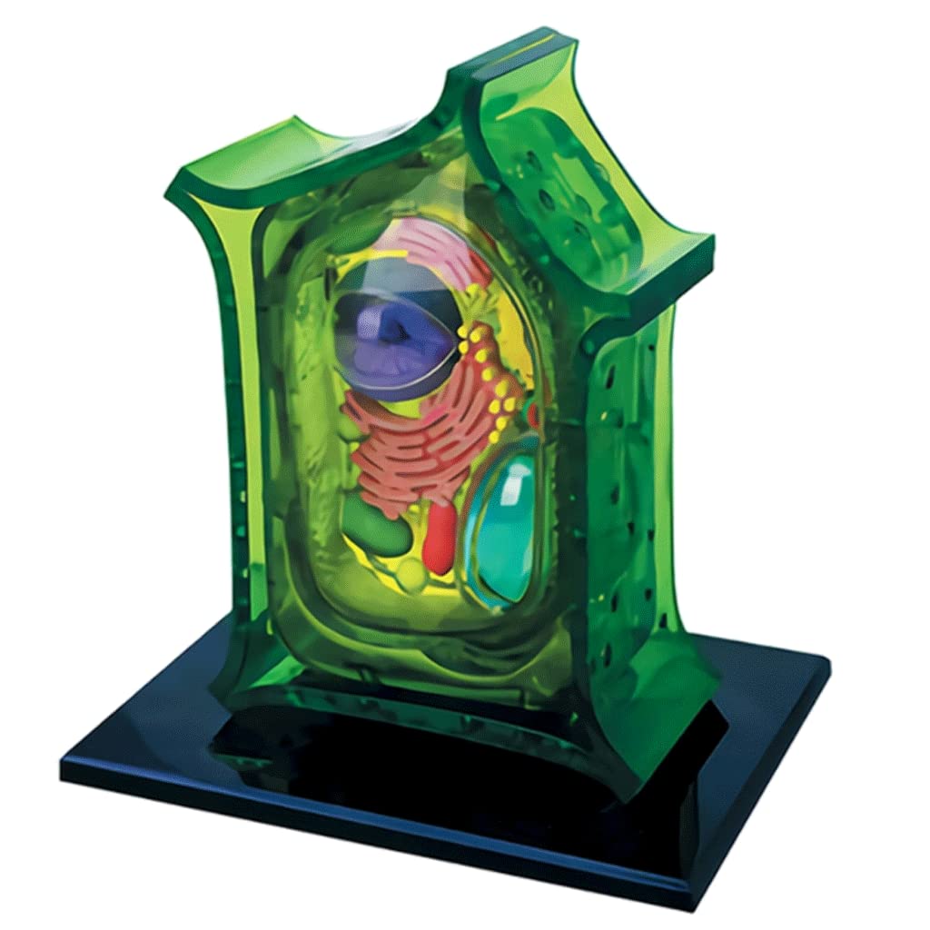 Amazon.com: HIRNER Model Teaching Model Cross-Section Plant Cell Anatomy Model with Display Base ...