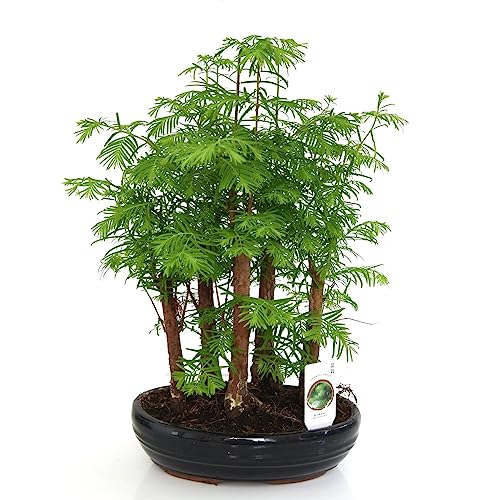 What are the best bonsai tree species for beginners?