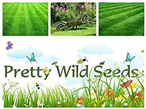 1 KG Slow Grow Growing Grass Seed Lazy Lawn Very Low Maintenance Less ...
