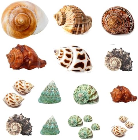 Amazon.com: SEAJIAYI Hermit Crab Shells 21 PCS Assorted Natural Sea ...