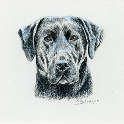Amazon.com: Black Labrador Colored Pencil Drawing : Home & Kitchen