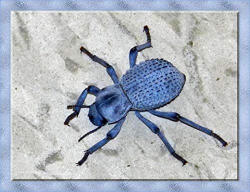 Live Desert Ironclad Beetle - Blue Death Feigning Beetle - Educational ...