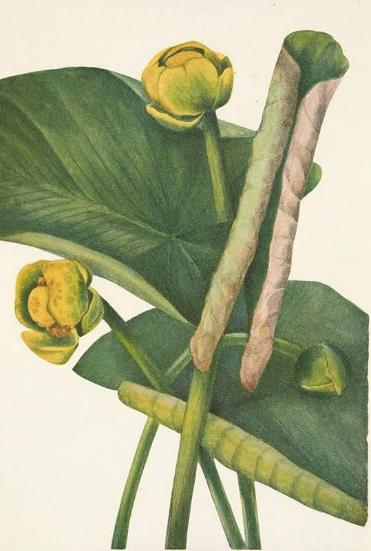 Amazon.com: Spatterdock. Nymphaea advena (1925) Poster Print by Mary ...