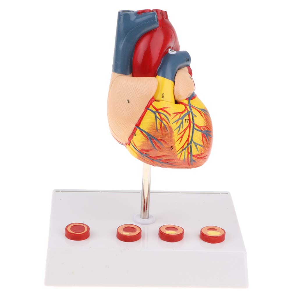 Buy Anatomical Heart Model, Human Heart Model – 2 Part Heart Models ...