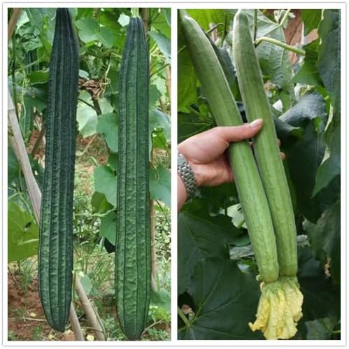 Amazon.com : 30 Mixed Luffa Gourd Smooth Loofah and Angled Luffa Gourd ...