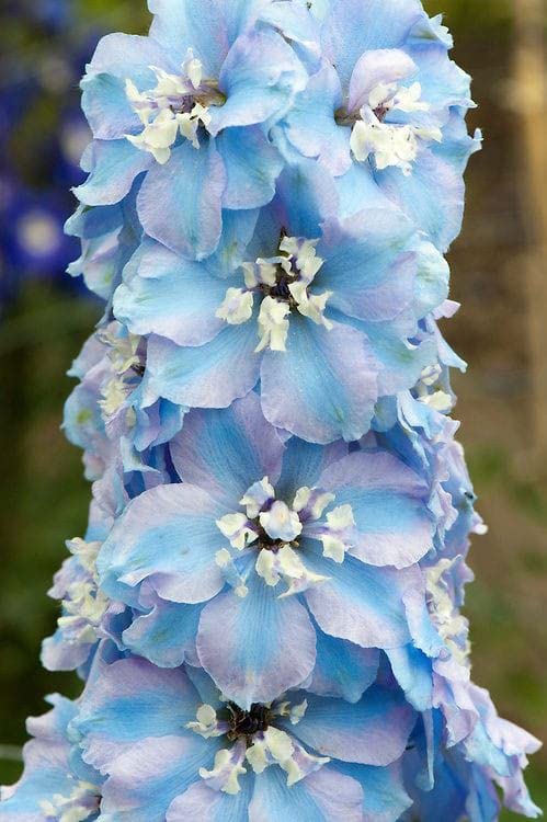 Ritz Farming® Delphinium imported flower seeds | sky blue shade 2 color ...