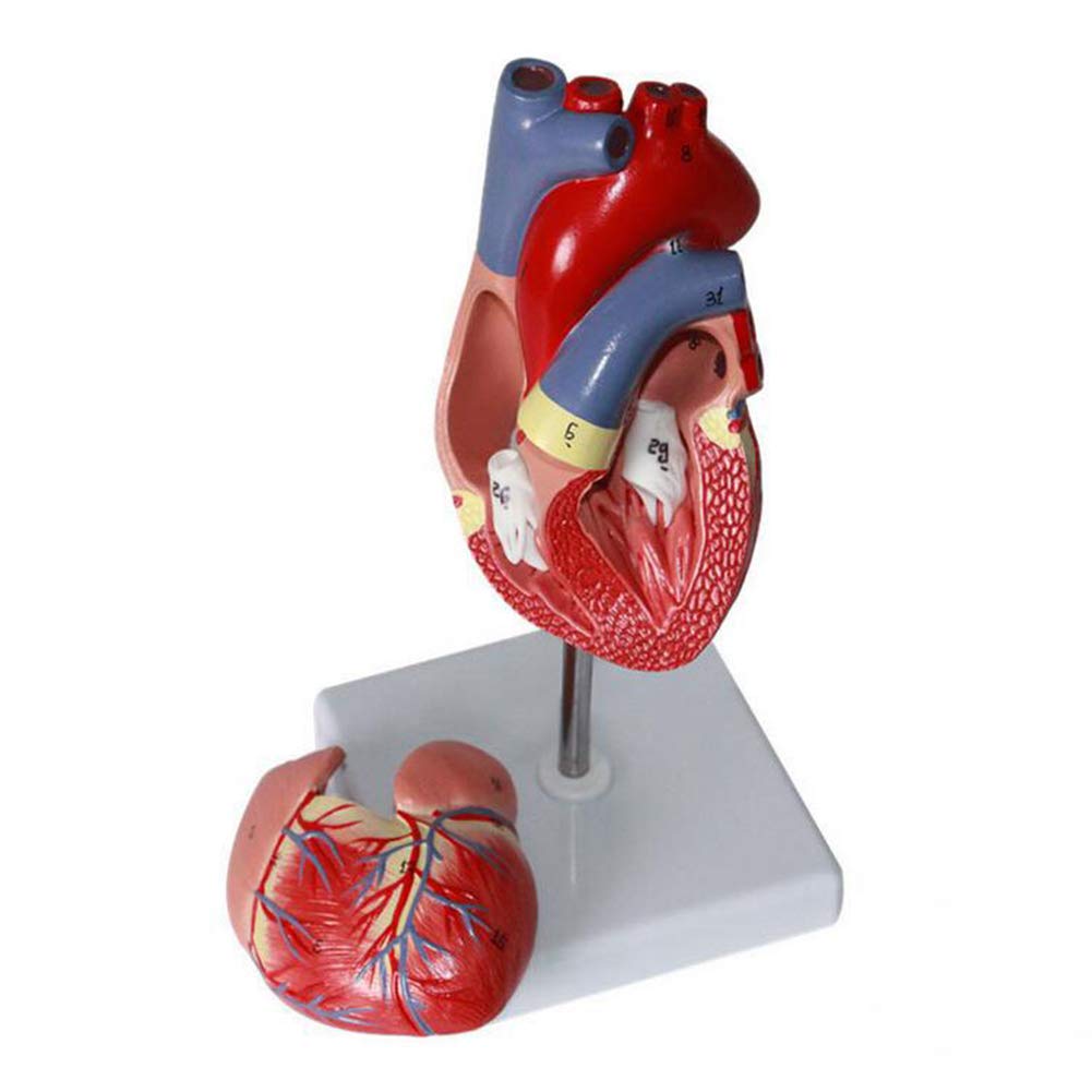 Buy JL 1:1 Human Heart Model 2 Parts Anatomical Models Anatomically ...