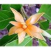 Creative Farmer Live Exotic Flowering Plant Michelia Champaca Rare and ...