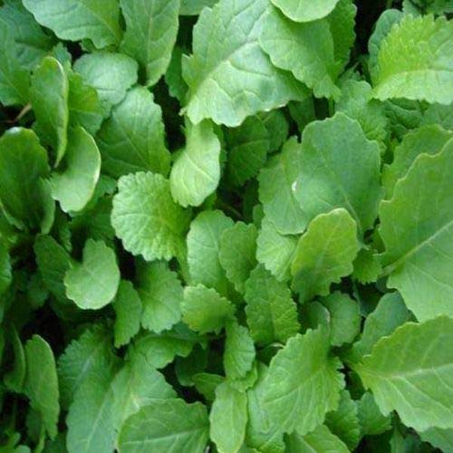Sarson Ka Saag Leaves