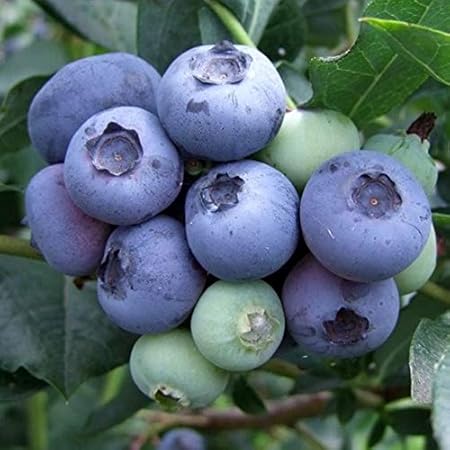 M-Tech Gardens Rare European Bush Blueberry" Duke" Exotic Blueberry ...