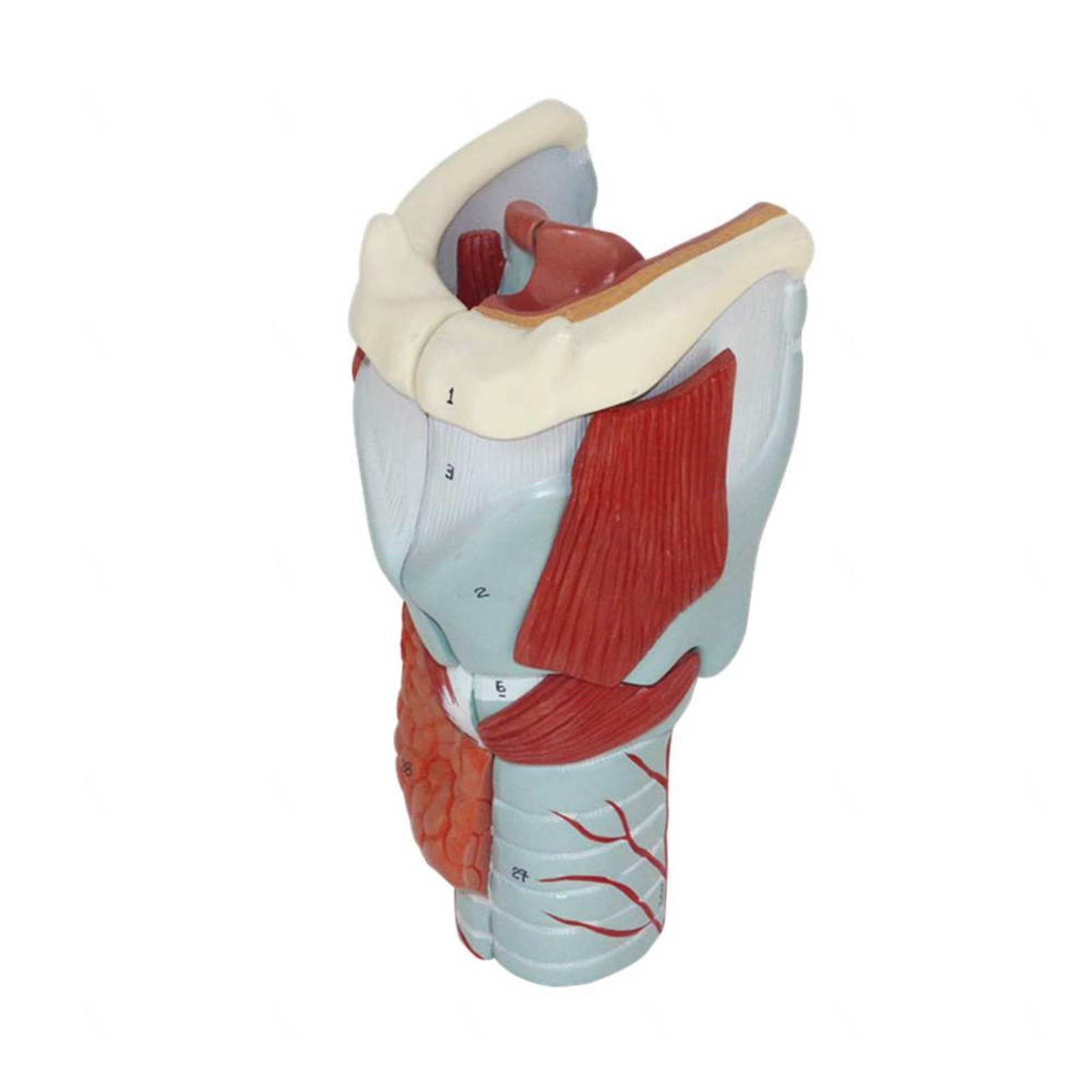 Epiglottis Modell