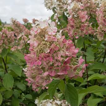 Hydrangea paniculata 'Pink Diamond' – RHS Award-Winning Deciduous Shrub ...