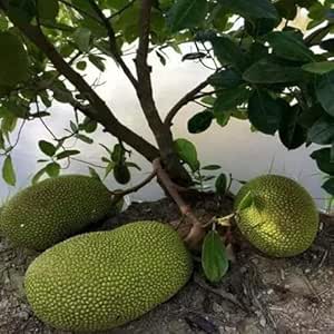 TAPOBON Jackfruit Giant Big Size Varikka Katahal Panasa Chakka variety ...