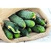 Amazon.com : Seeds Rare Cucumber Titus F1 45 Days Early Pickling ...