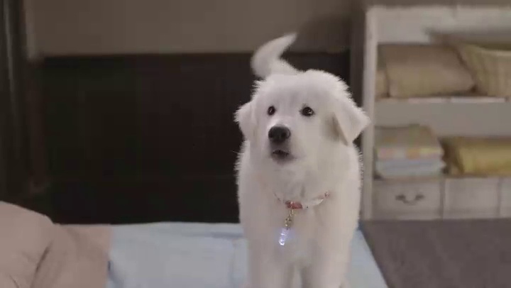 Watch The Search for Santa Paws Trailer on Amazon Live