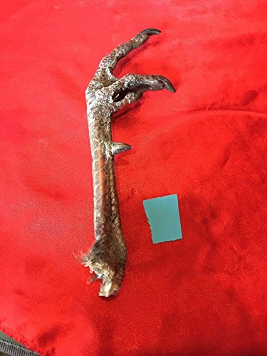 1 Real Wild Turkey Feet Taxidermy Arts Witchcraft Spell Voodoo Hoodoo ...
